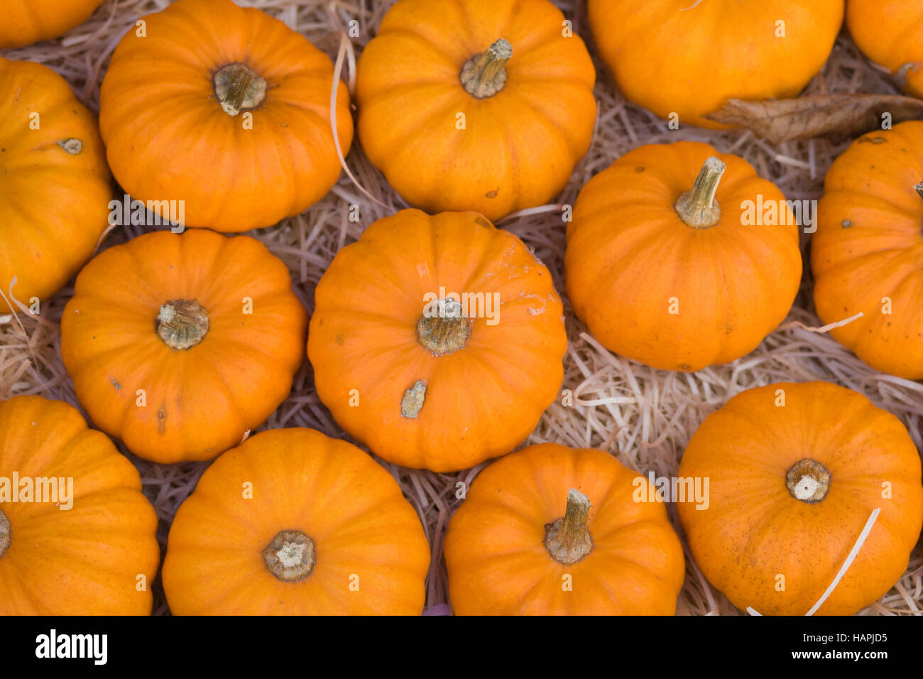 Jack Be Little Mini Pumpkins Stock Photo - Alamy