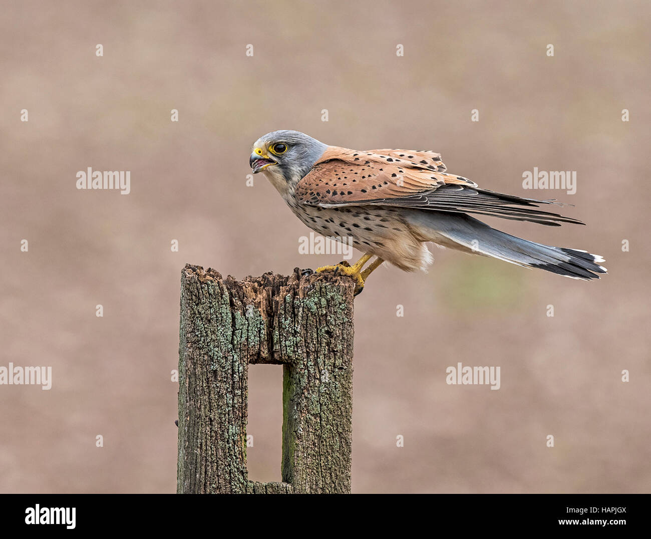 Male Kestrel on the edge of its perch Stock Photo - Alamy