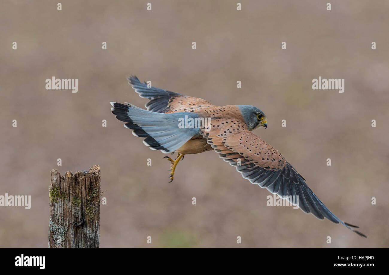 Flying perch hi-res stock photography and images - Alamy
