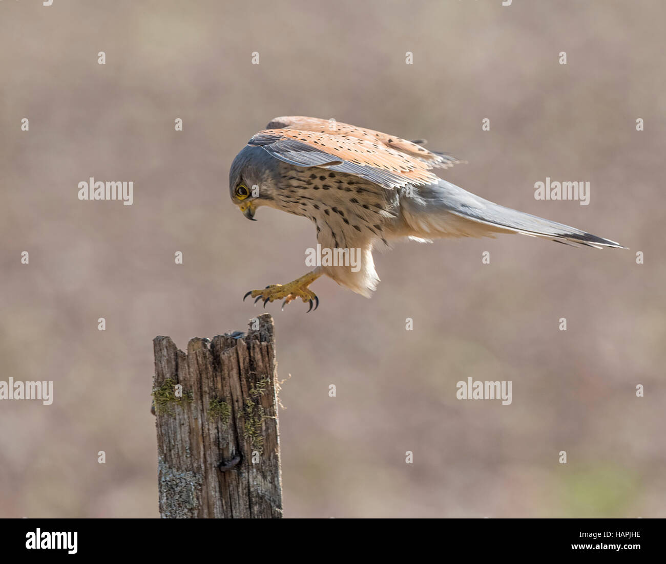 Male Kestrel landing Stock Photo - Alamy