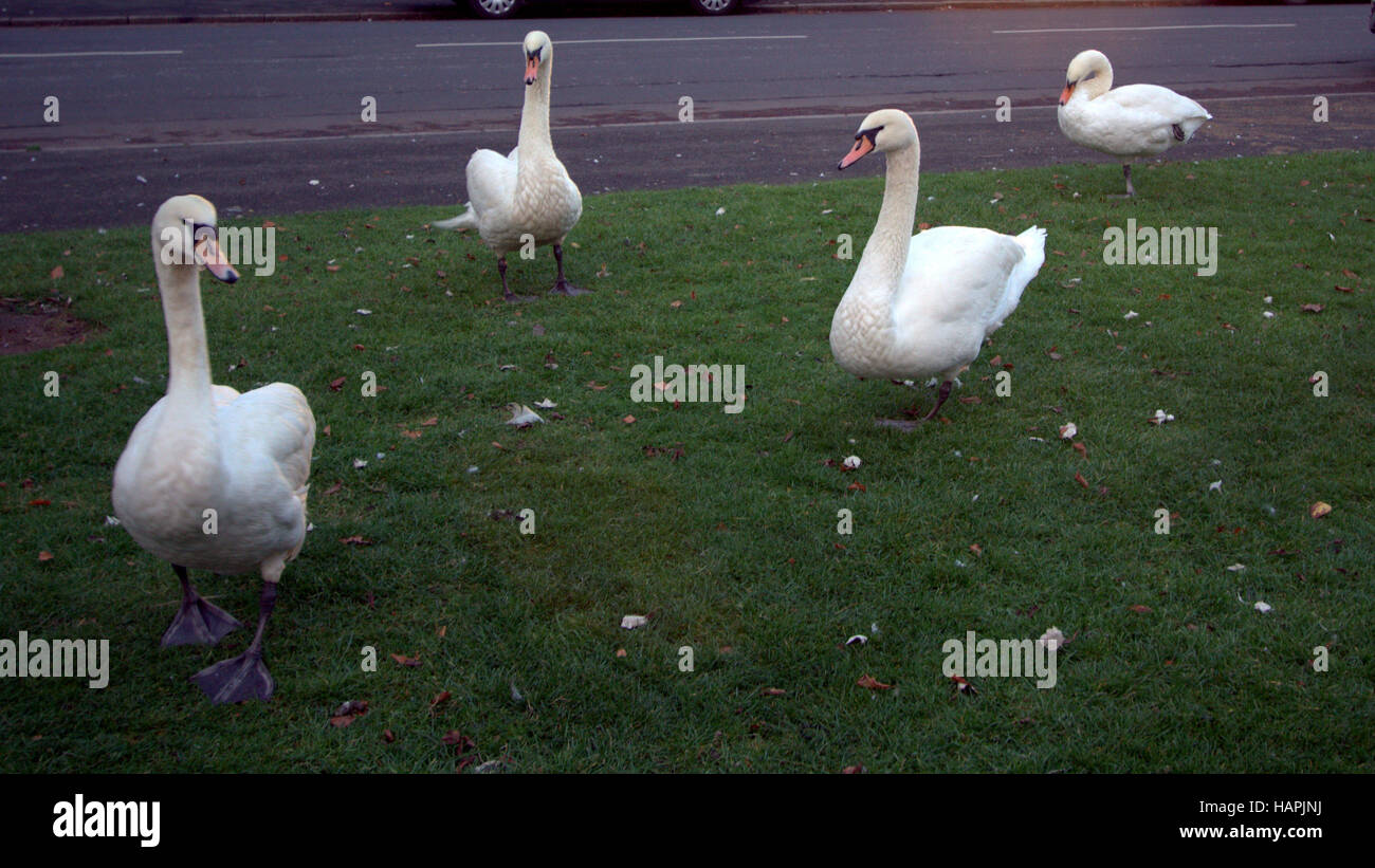Color of swans hi-res stock photography and images - Alamy