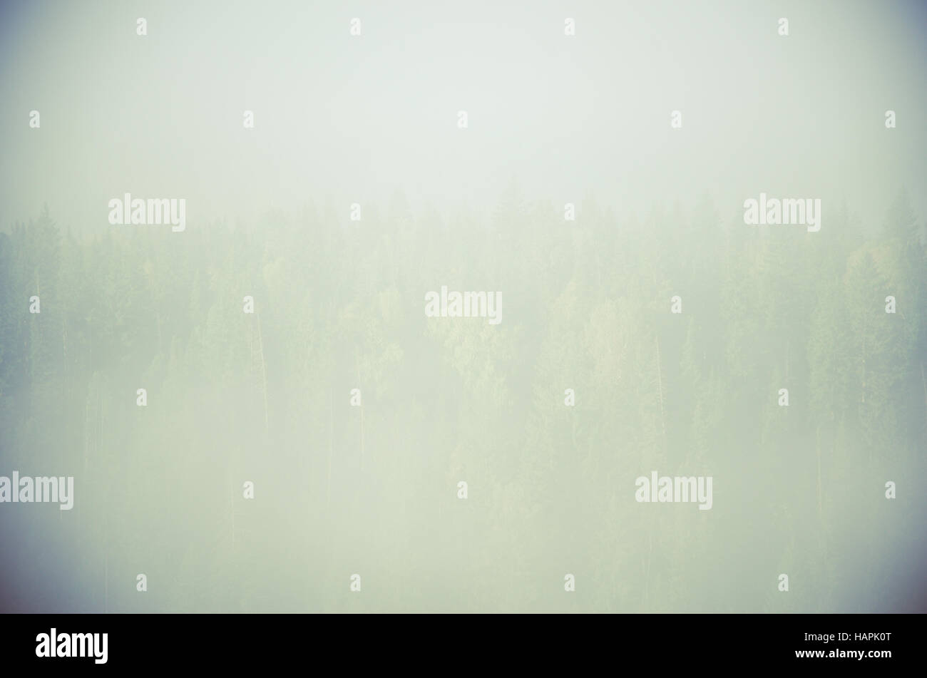 thick fog covered with thick coniferous forest. forest with a bird's ...