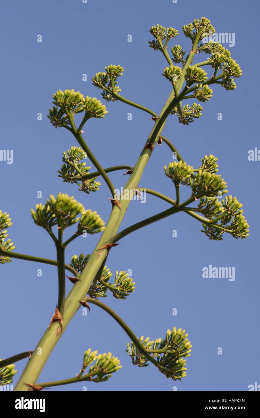 Agave spanien hi-res stock photography and images - Alamy