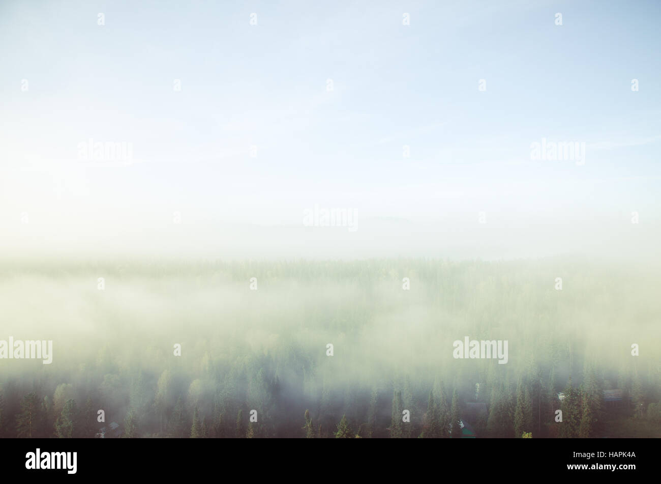 thick fog covered with thick coniferous forest. forest with a bird's ...