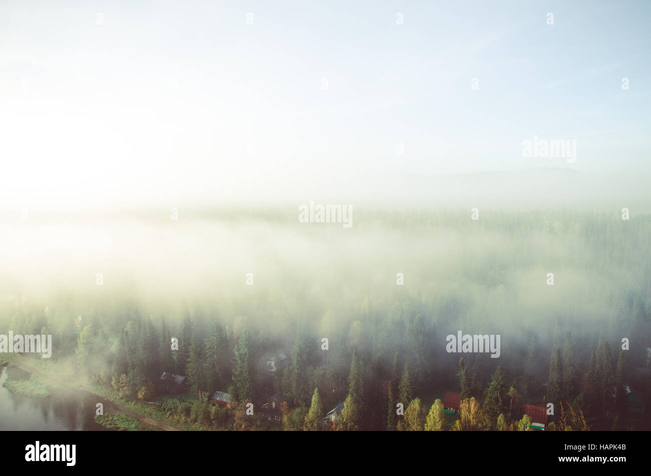 thick fog covered with thick coniferous forest. forest with a bird's ...