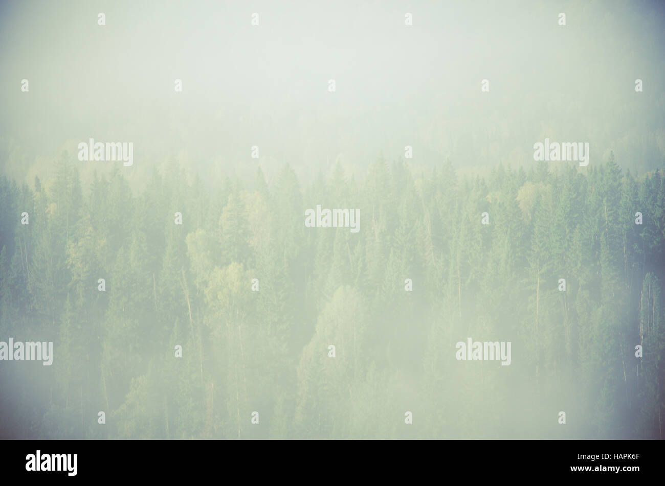 thick fog covered with thick coniferous forest. forest with a bird's ...