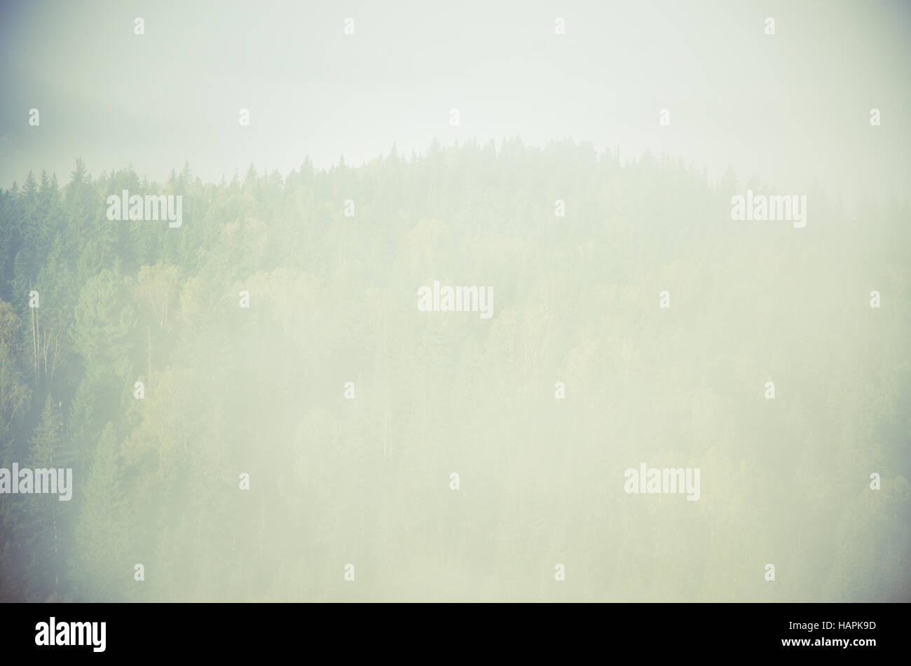 thick fog covered with thick coniferous forest. forest with a bird's ...