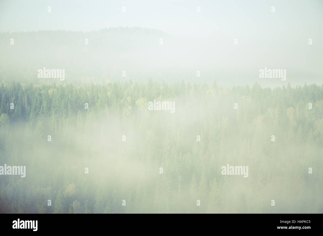 thick fog covered with thick coniferous forest. forest with a bird's ...