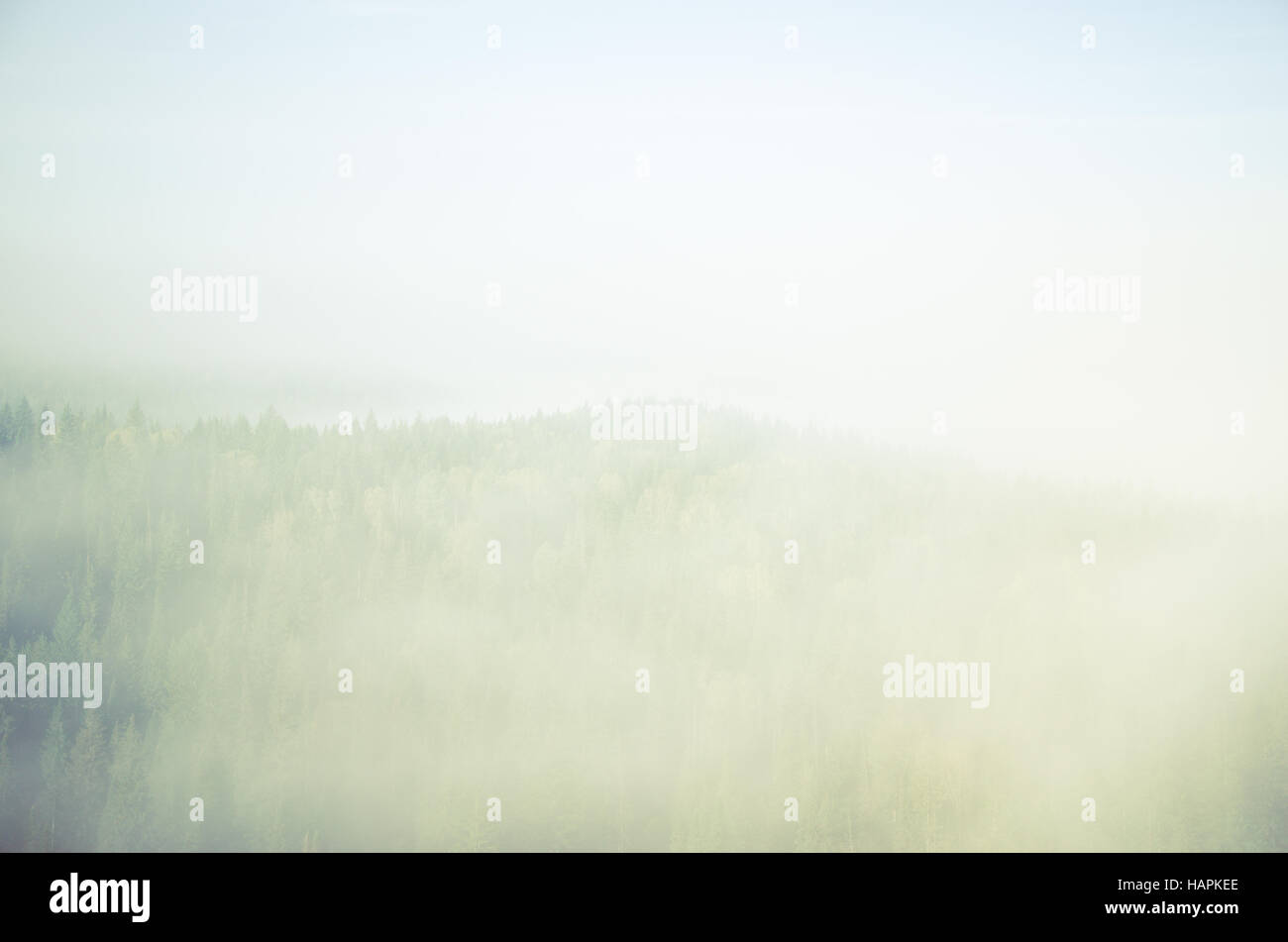 thick fog covered with thick coniferous forest. forest with a bird's ...