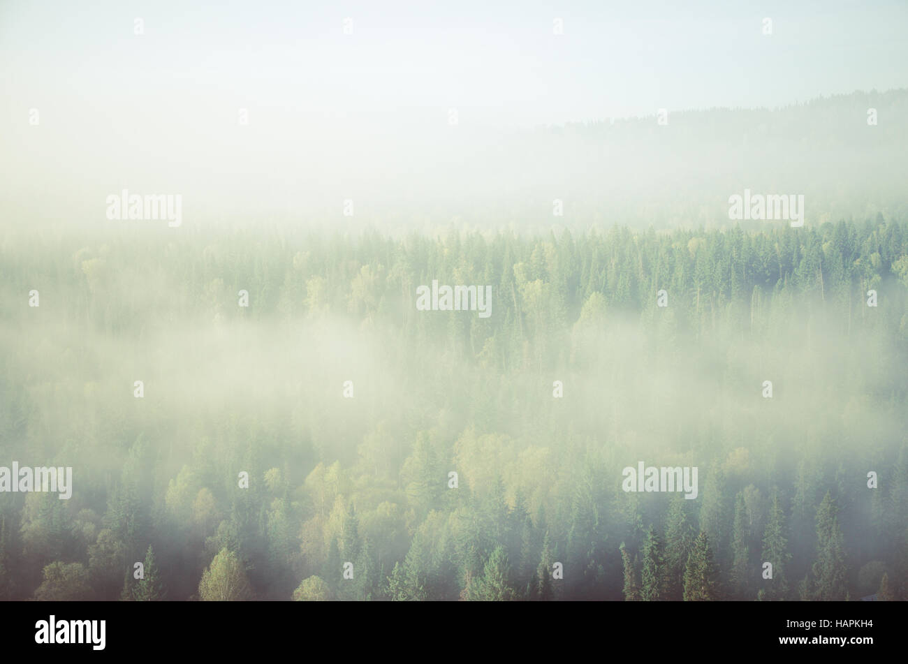 thick fog covered with thick coniferous forest. forest with a bird's ...