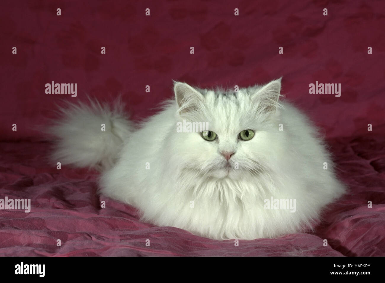 Perserkatze, Persian cat Stock Photo - Alamy