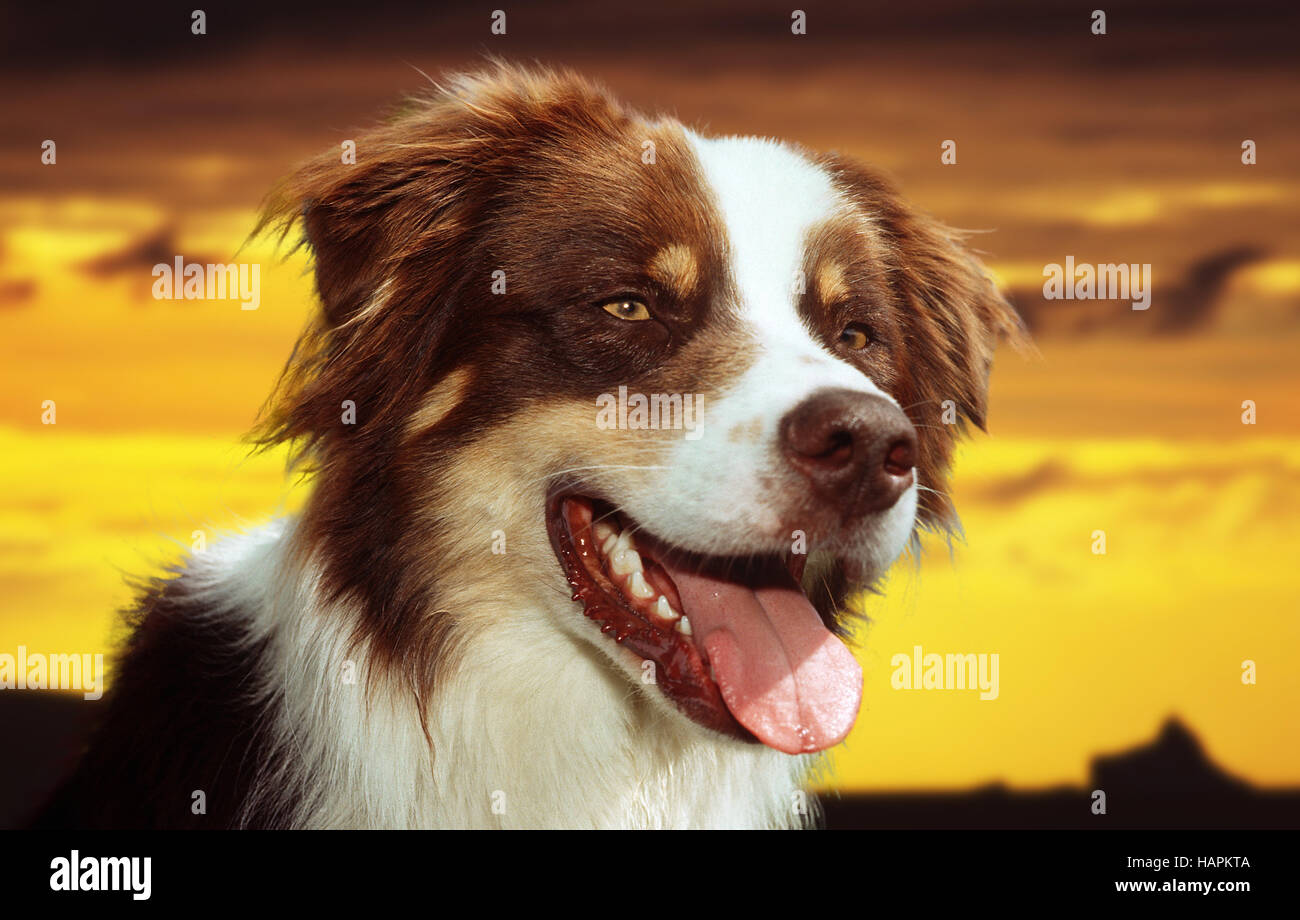 Australischer humor hi-res stock photography and images - Alamy