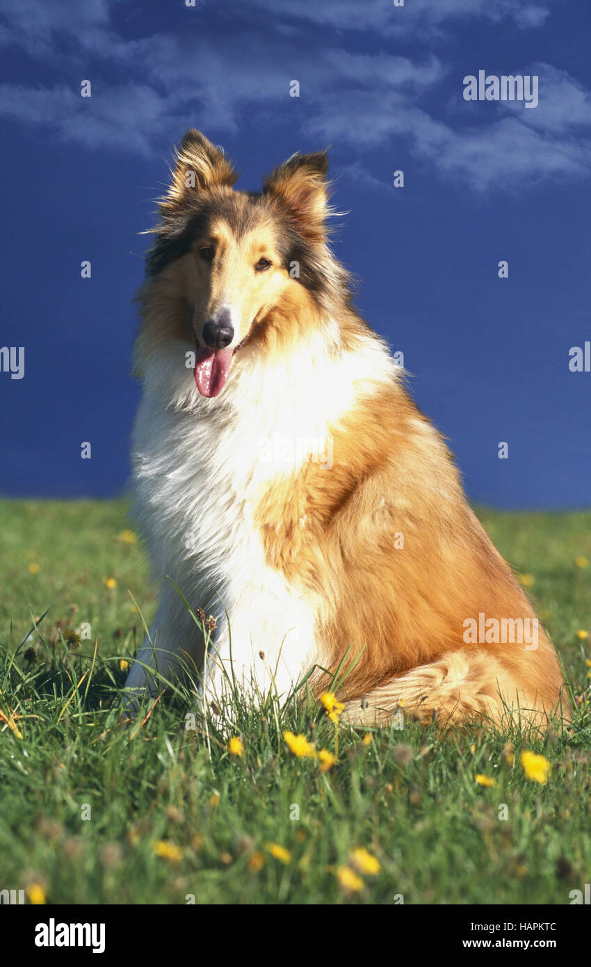 Perros collie hi-res stock photography and images - Alamy