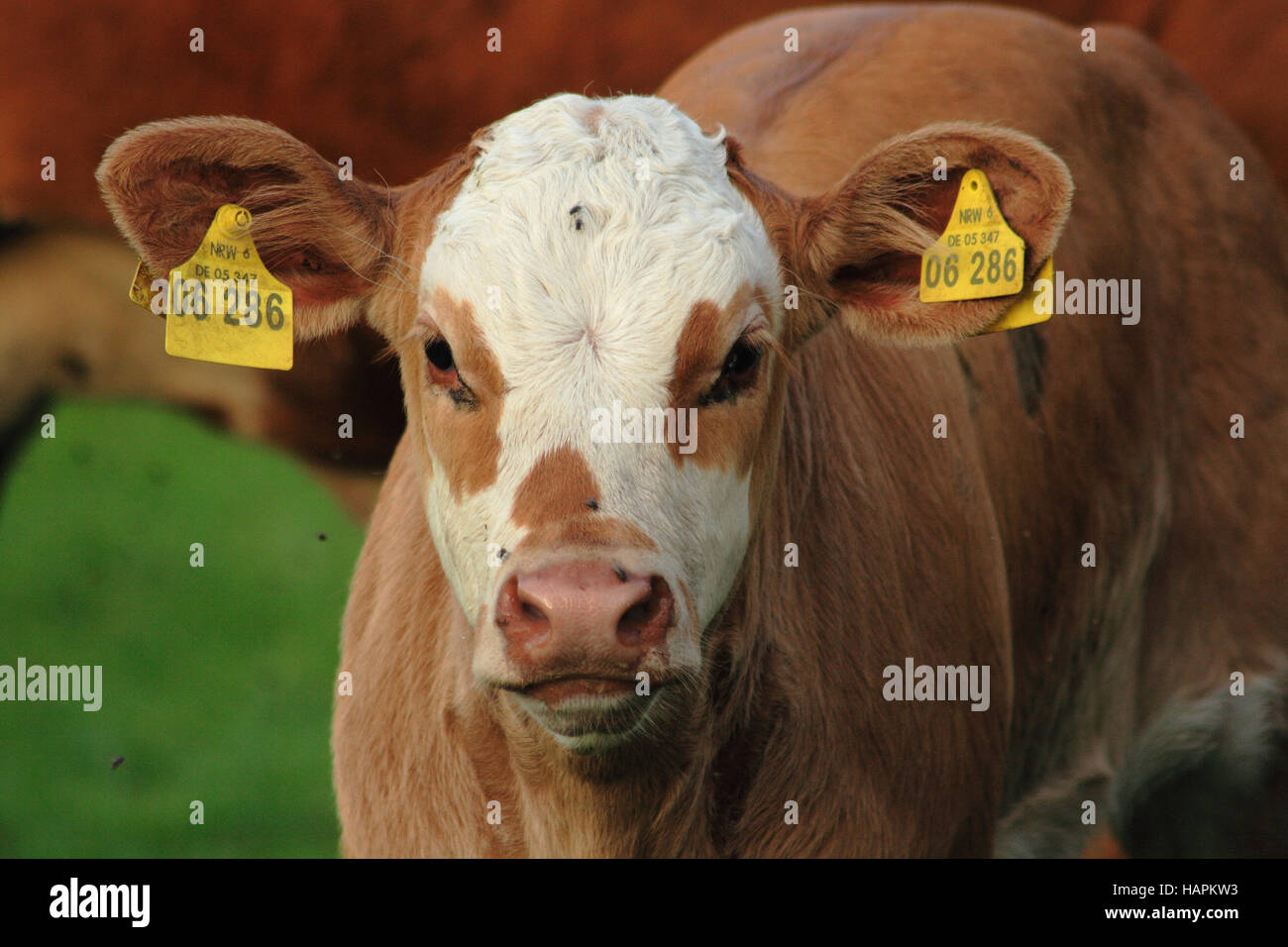 domestic cattles, germany Stock Photo - Alamy