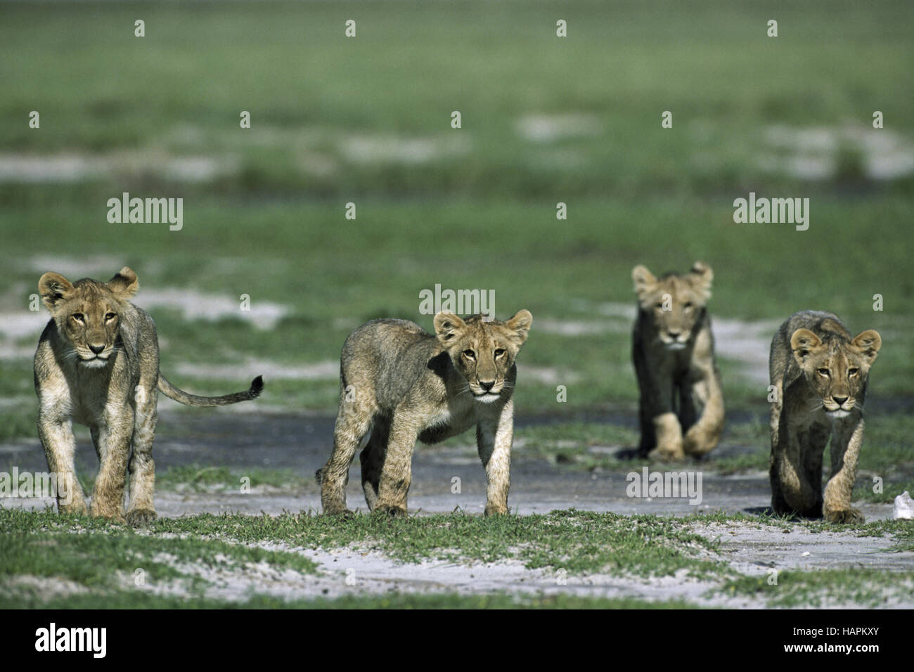 Loewen hi-res stock photography and images - Alamy