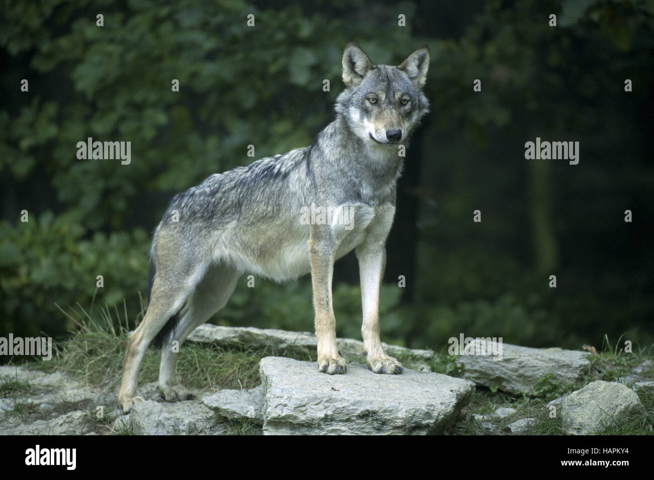 European Wolf, Canis lupus), Europe Stock Photo - Alamy