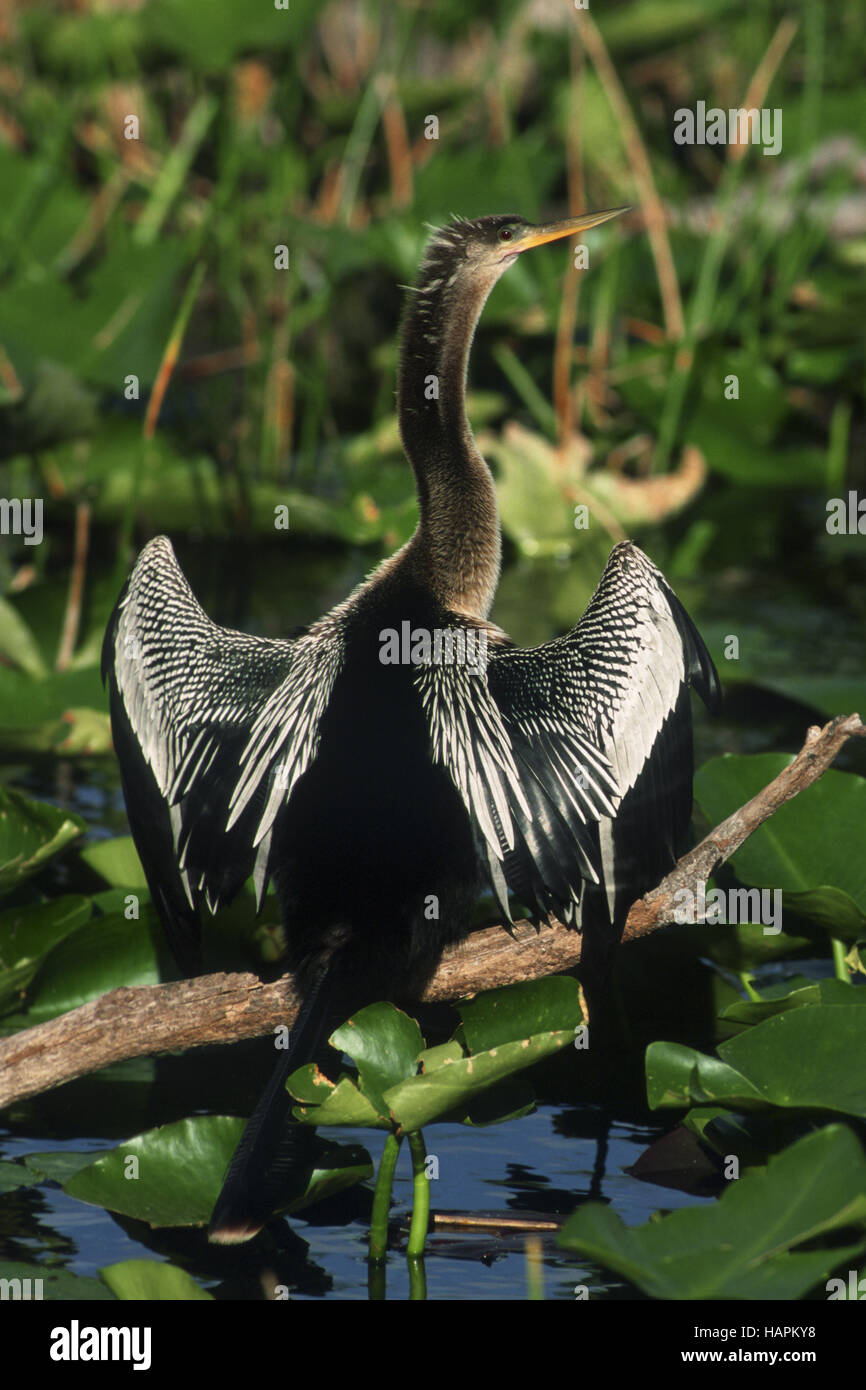 Australischer schlangenhalsvogel hi-res stock photography and images - Alamy
