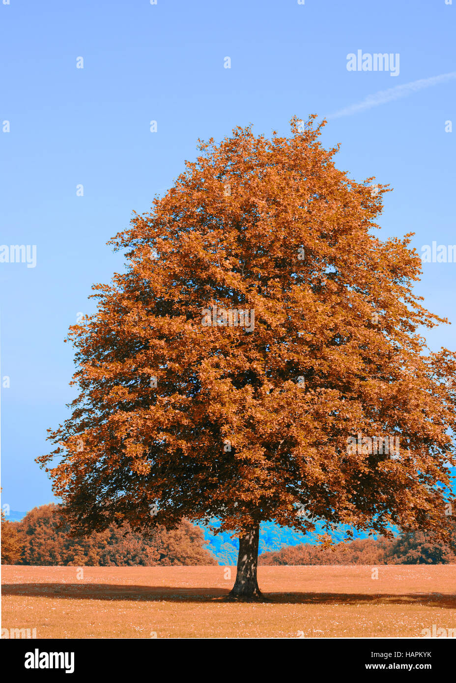 Single tree colour toned Stock Photo - Alamy
