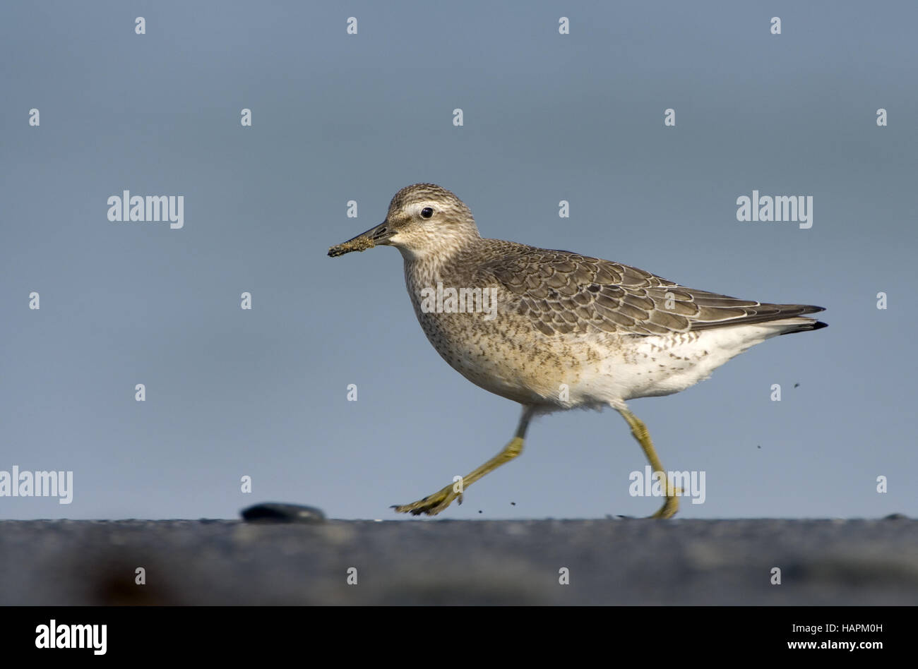 Knutt knot [Calidris canutus] Stock Photo - Alamy