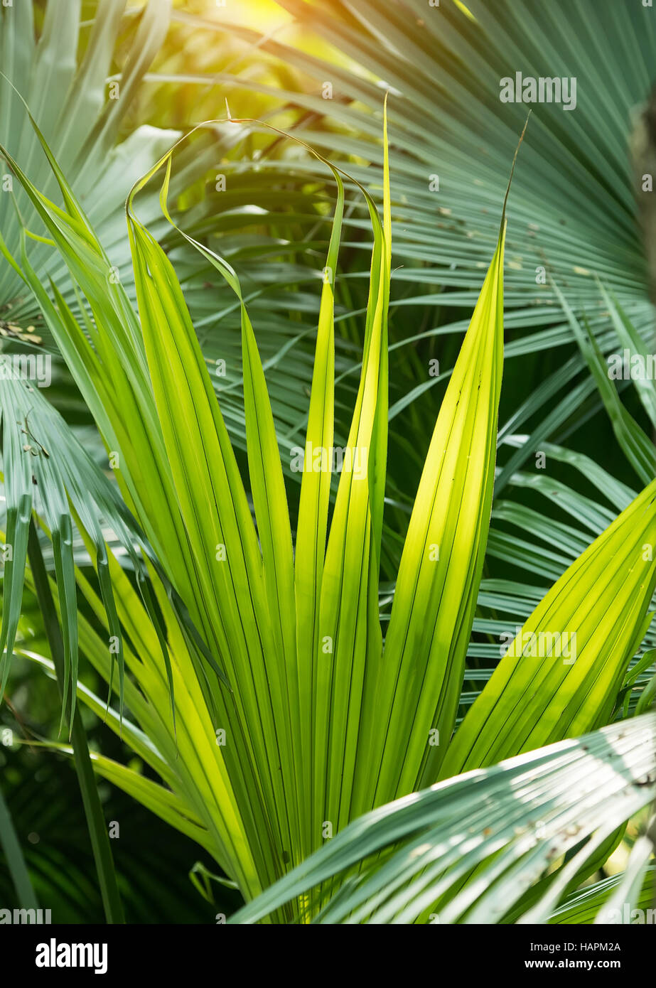 Borassus flabellifer,Sugar palm, Cambodian palm isolated on white ...