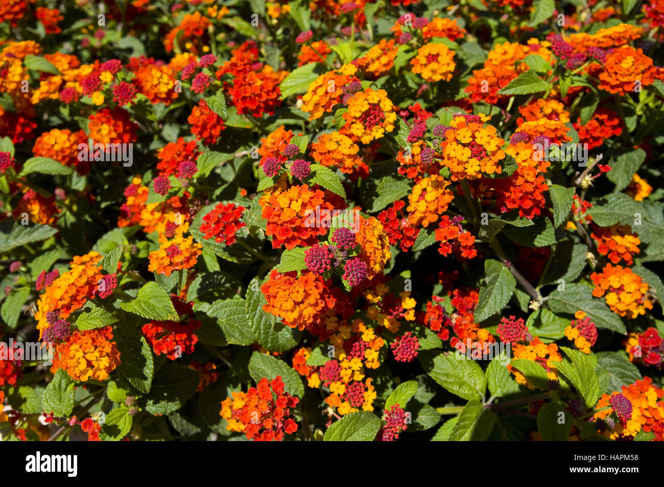 Gozo flowers hi-res stock photography and images - Alamy