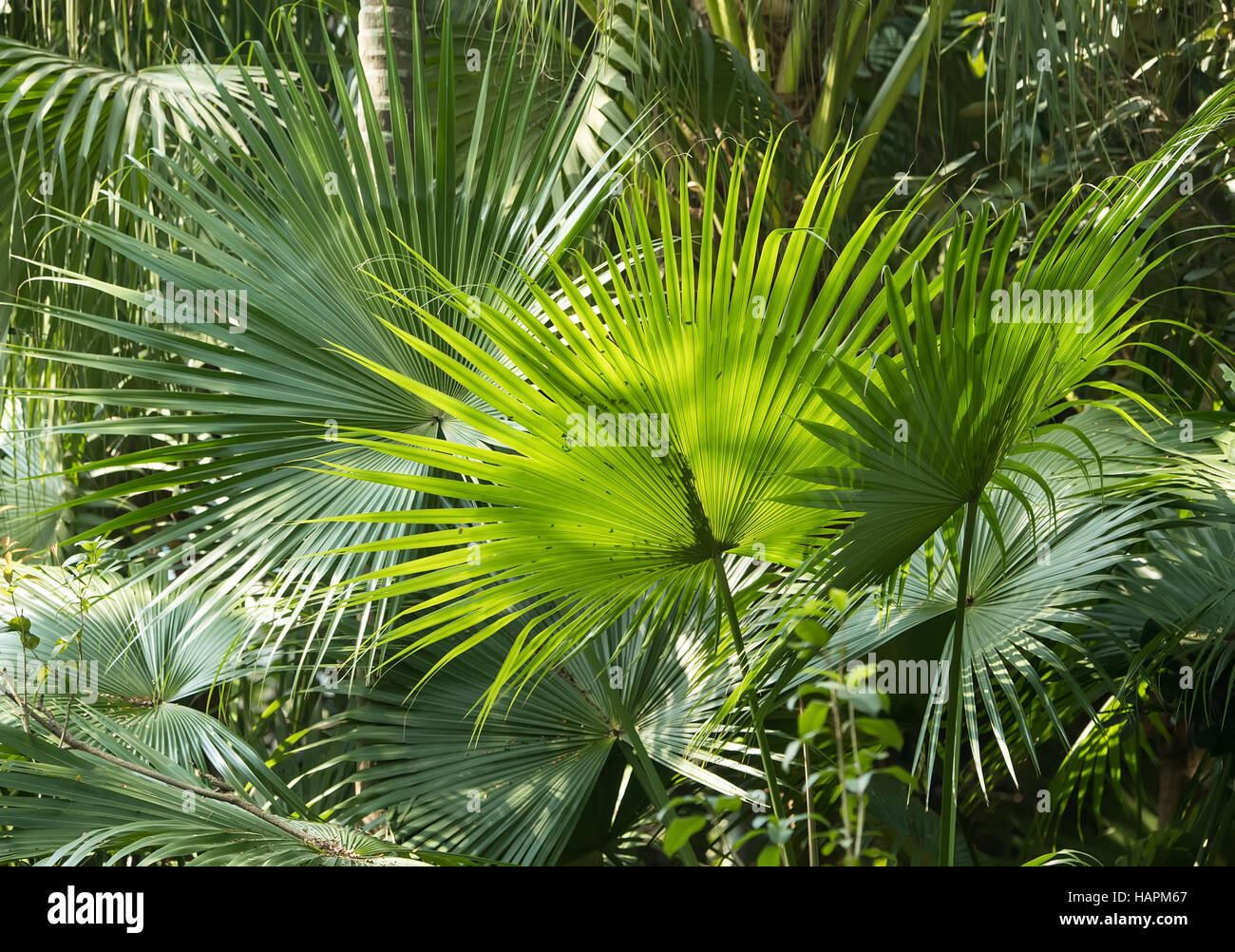 Borassus flabellifer,Sugar palm, Cambodian palm isolated on white ...