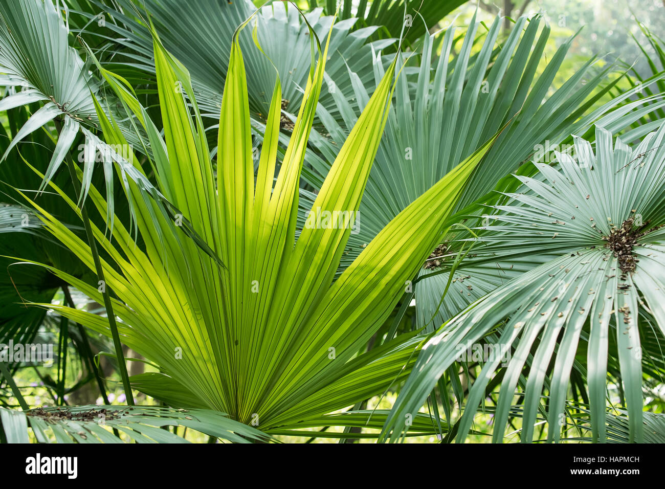 Borassus flabellifer,Sugar palm, Cambodian palm isolated on white ...