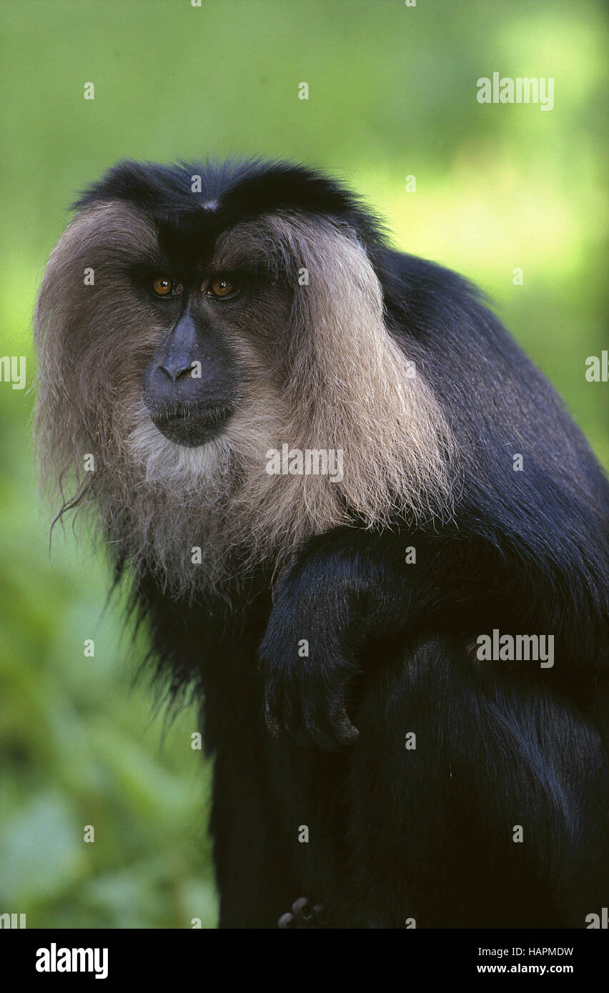 The lion tailed macaque hi-res stock photography and images - Alamy