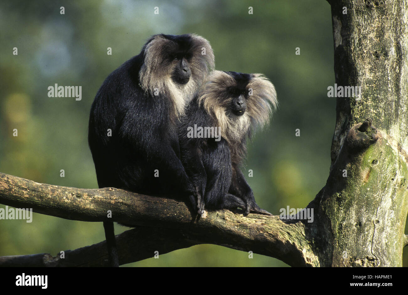 Tailed macaque hi-res stock photography and images - Alamy