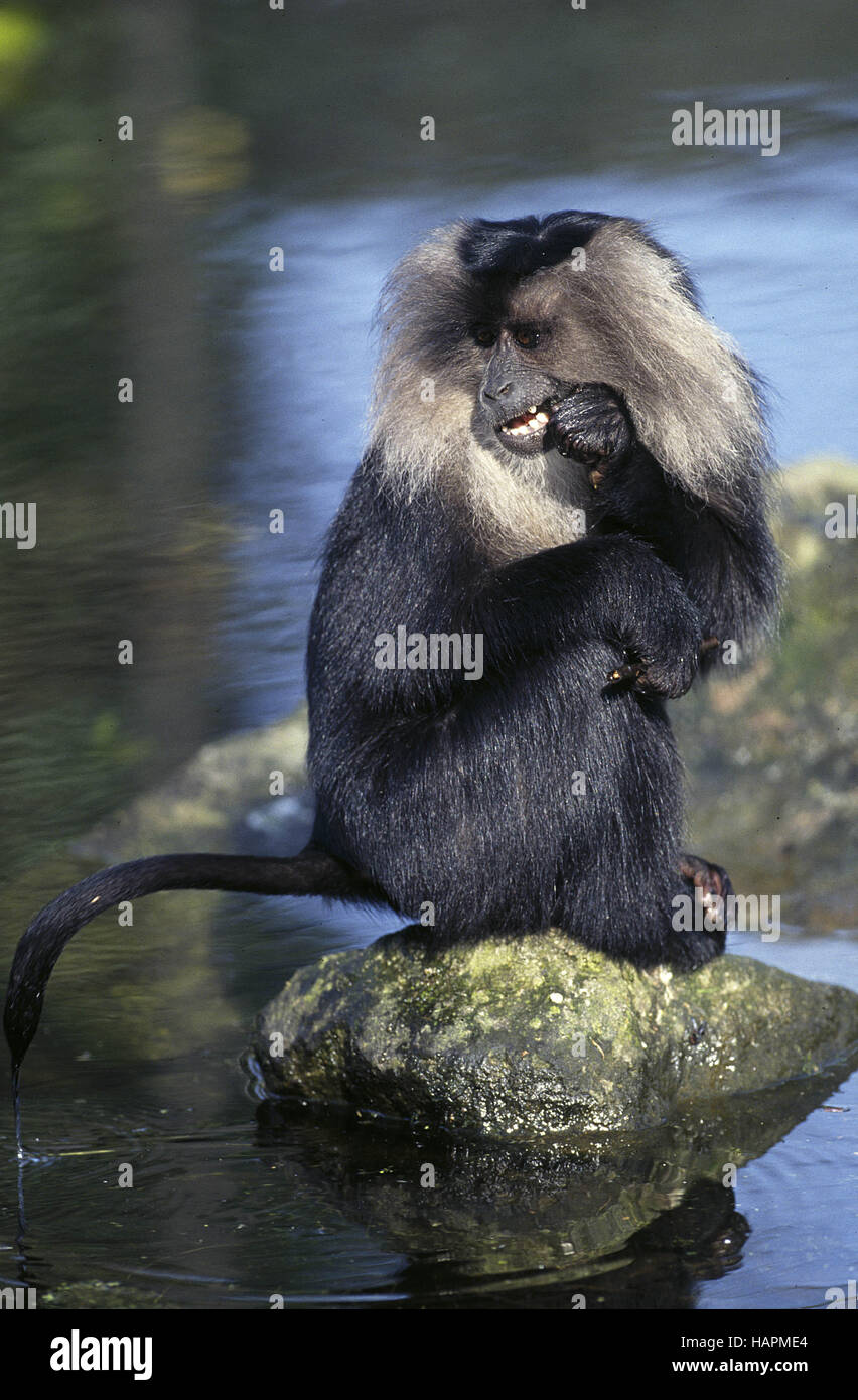 Tailed macaque hi-res stock photography and images - Alamy