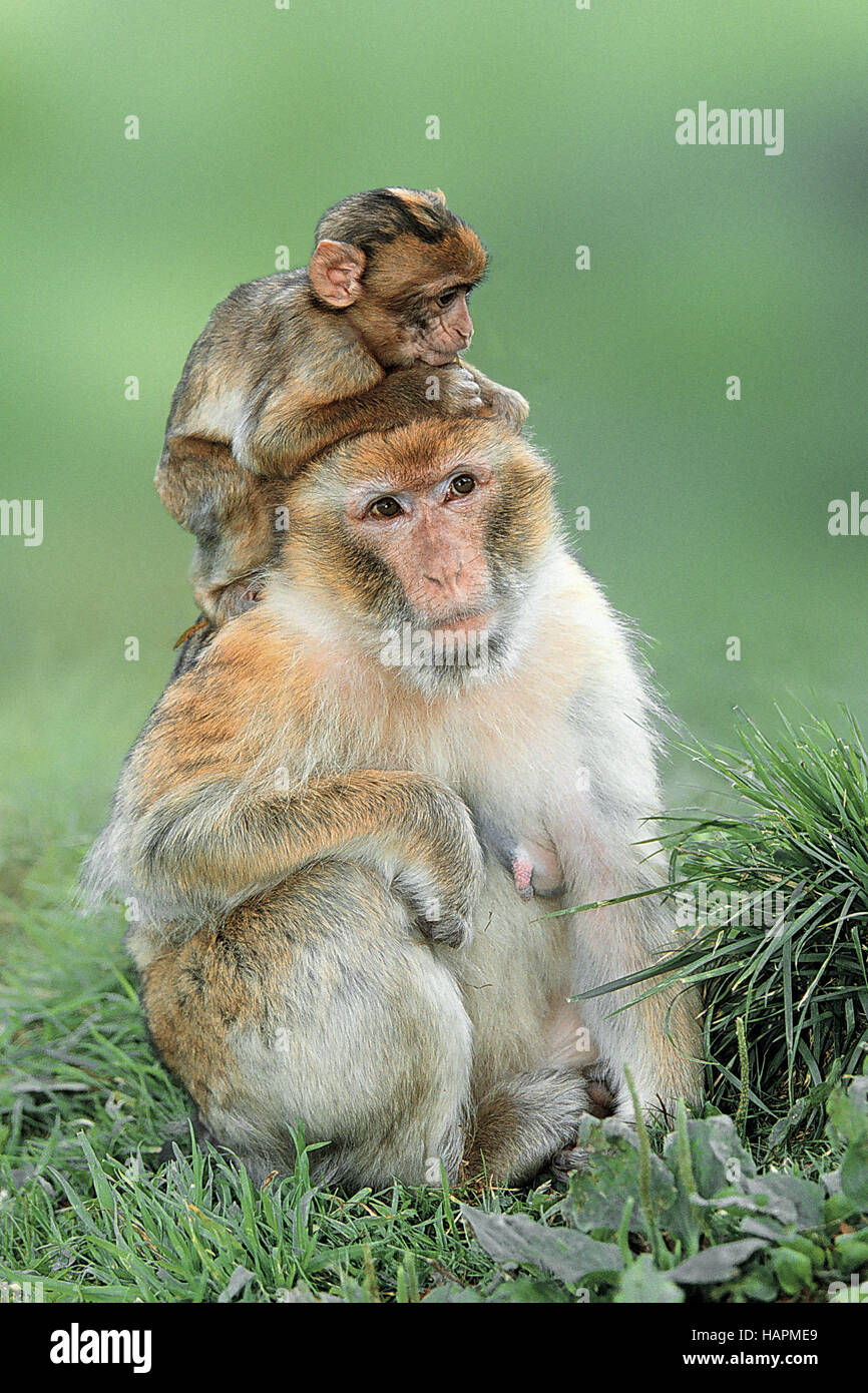 Affe Lachen High Resolution Stock Photography and Images - Alamy