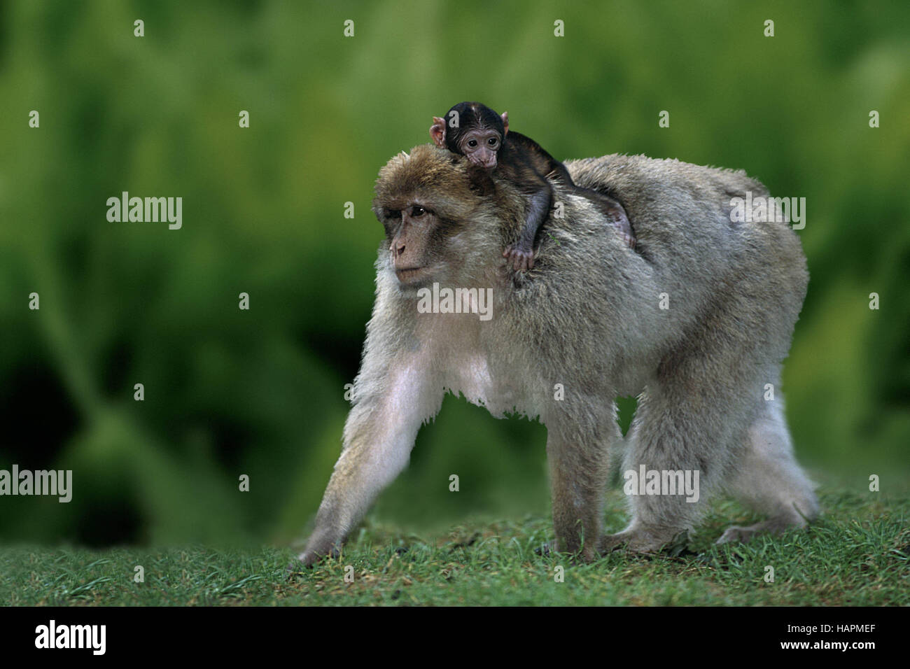 Barbary Monkey Female Young Macaca High Resolution Stock Photography ...
