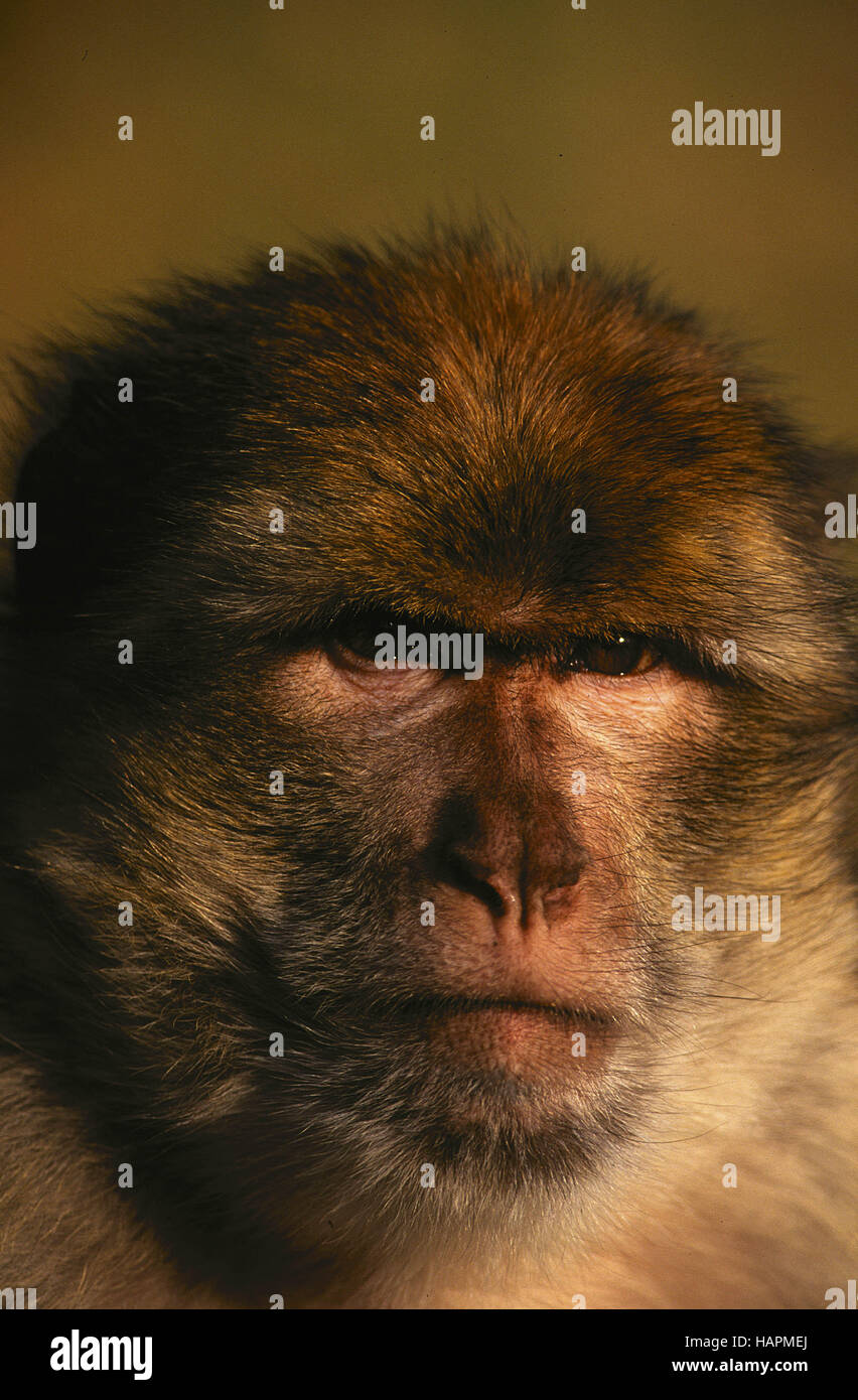 Barbary monkey magot hi-res stock photography and images - Alamy
