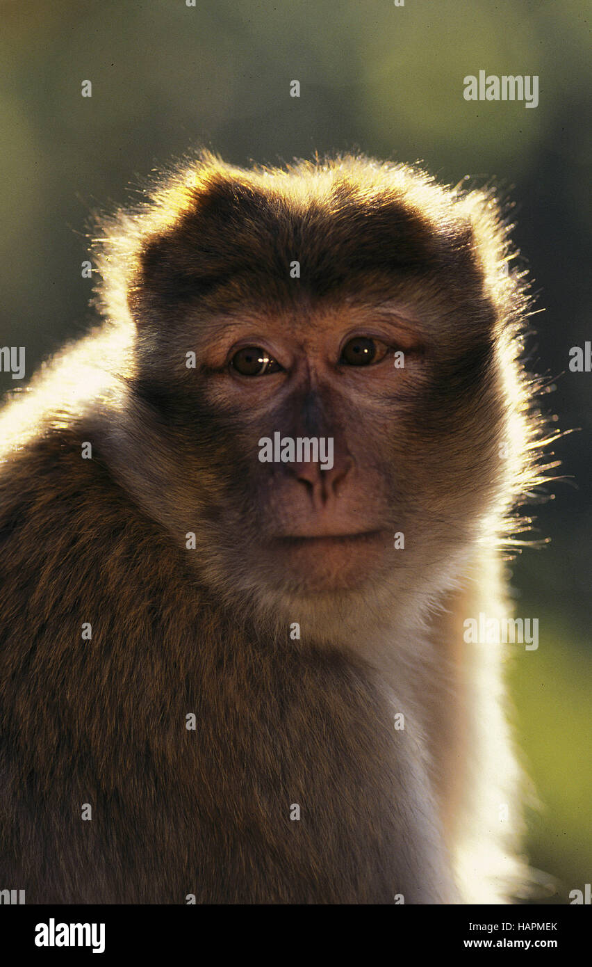 Barbary monkey hi-res stock photography and images - Alamy