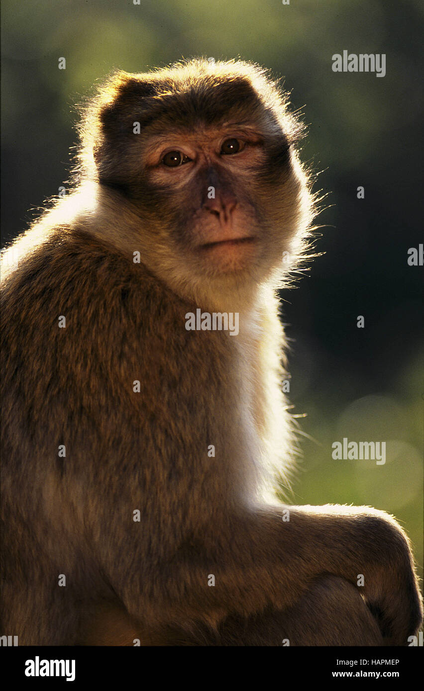 Berber monkey hi-res stock photography and images - Alamy