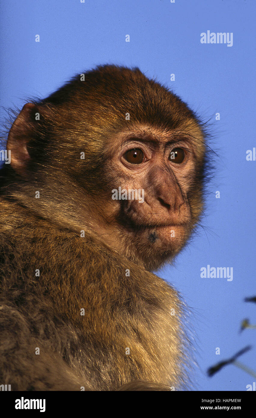 Berber monkey macaca sylvanus hi-res stock photography and images - Alamy