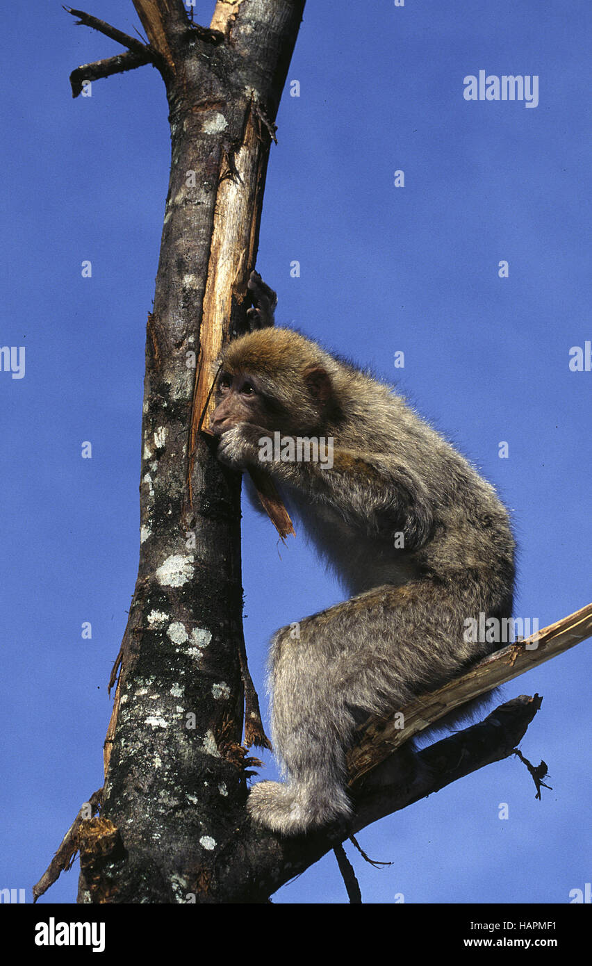 Monkeys Bar Stock Photos & Monkeys Bar Stock Images - Alamy