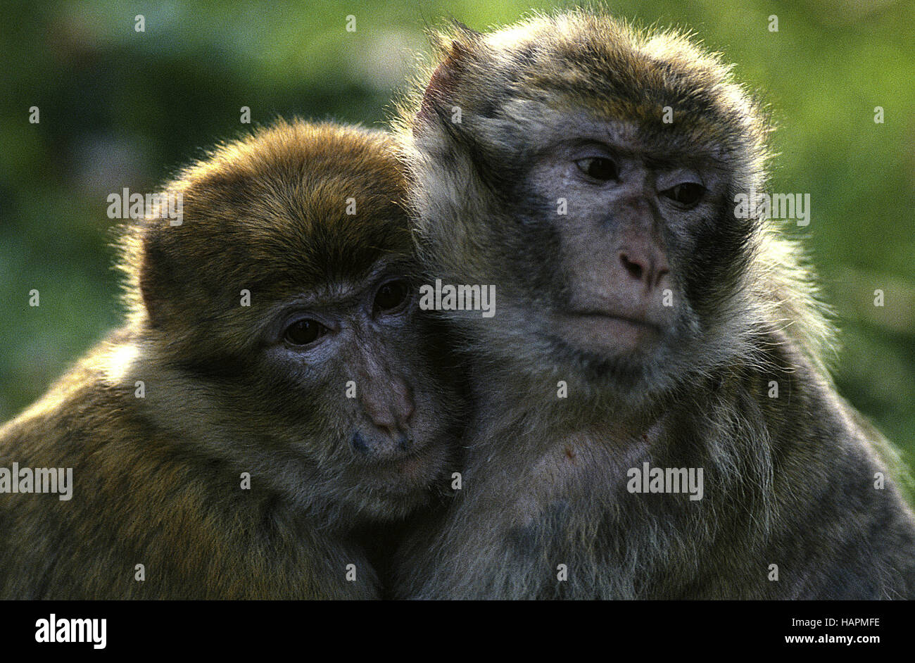 Berber monkey hi-res stock photography and images - Alamy