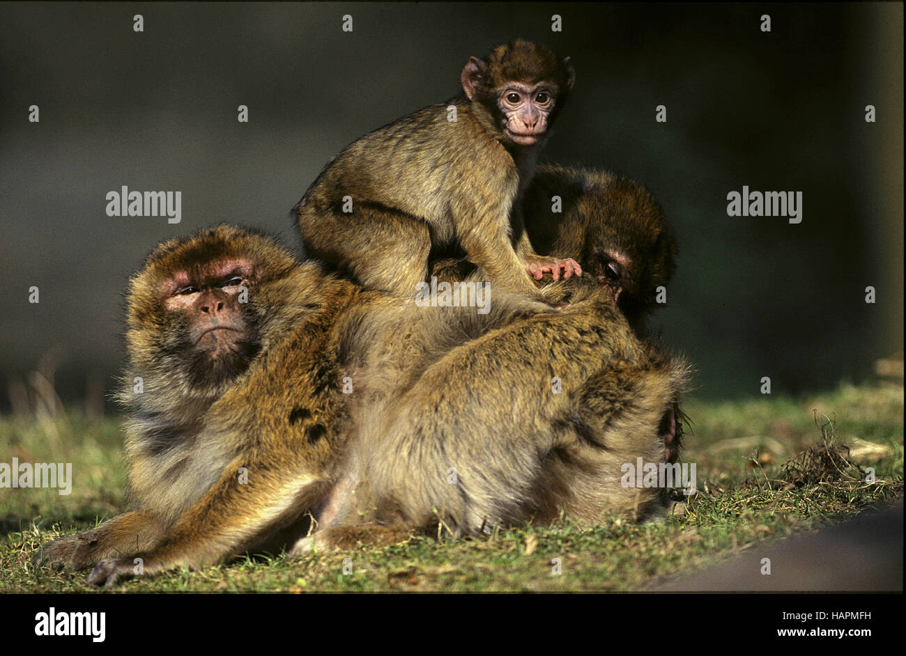 Barbary macaques monkey hi-res stock photography and images - Alamy