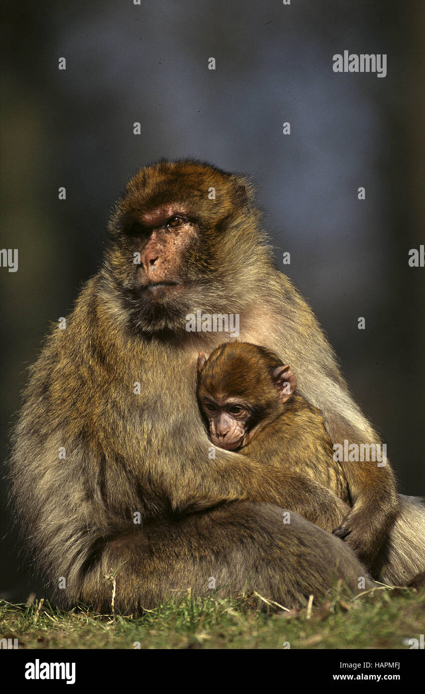 Young makake monkey hi-res stock photography and images - Alamy