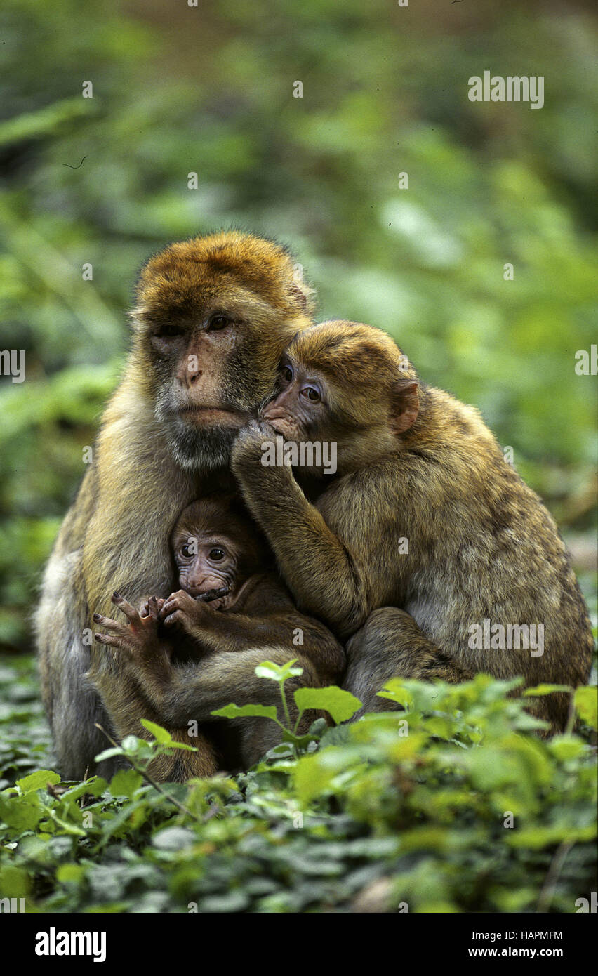Young makake monkey hi-res stock photography and images - Alamy
