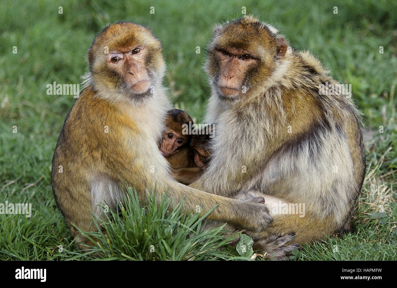 Monkey cubs hi-res stock photography and images - Alamy