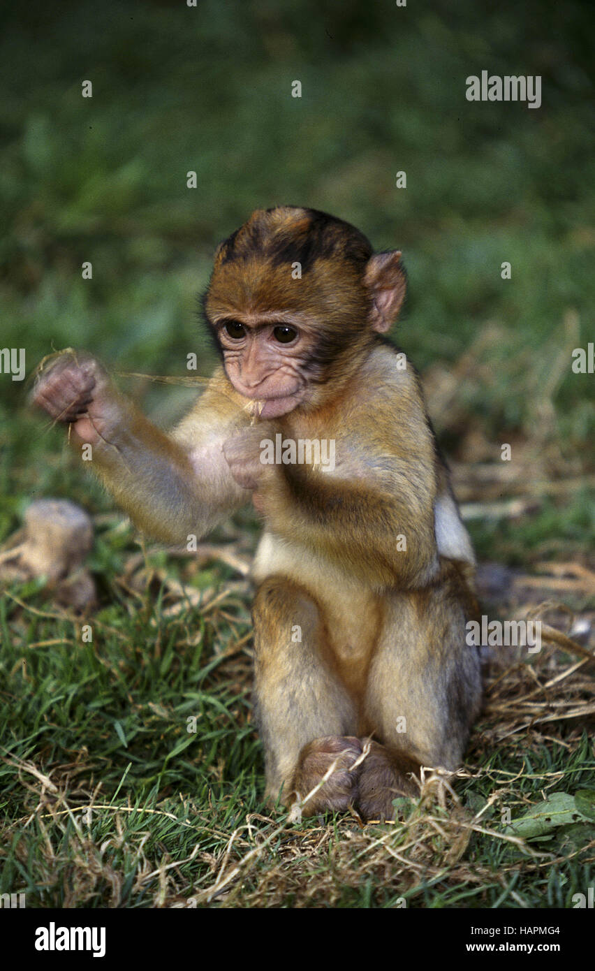 Monkey cubs hi-res stock photography and images - Alamy