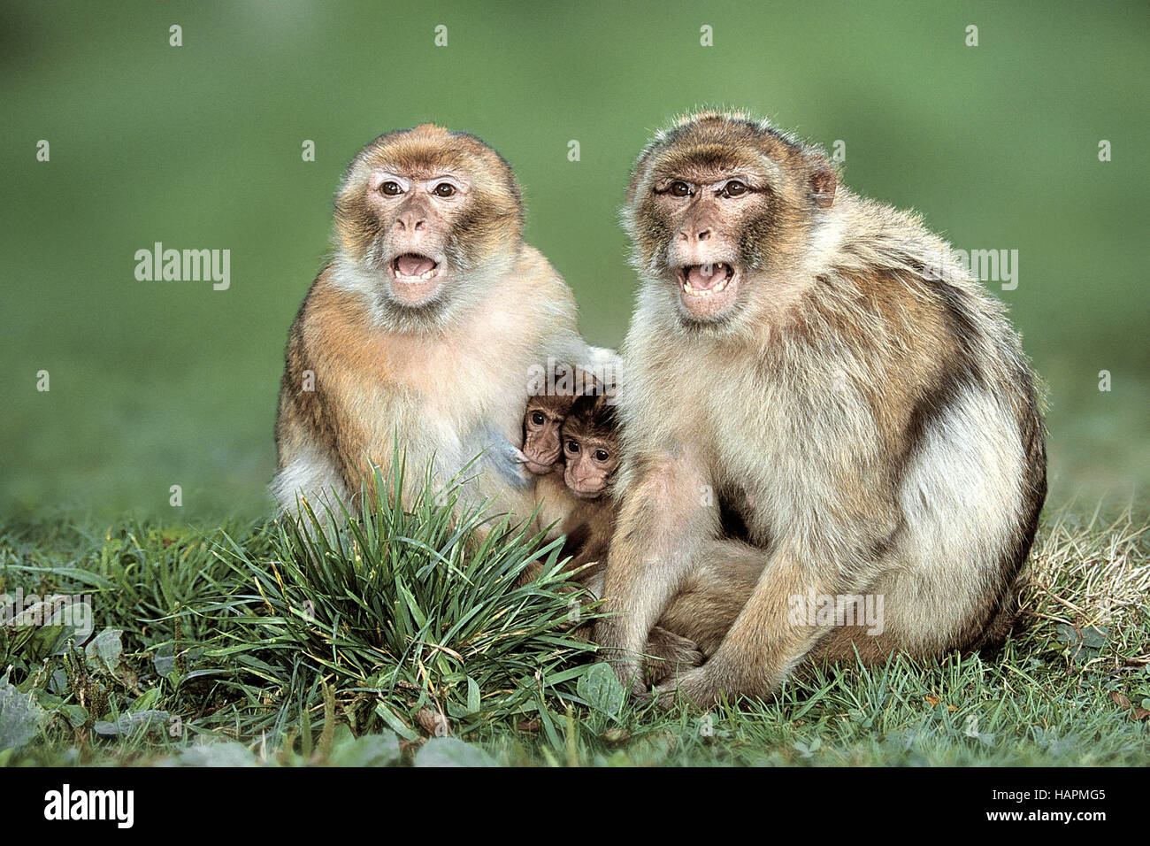 Monkey aggressive hi-res stock photography and images - Alamy