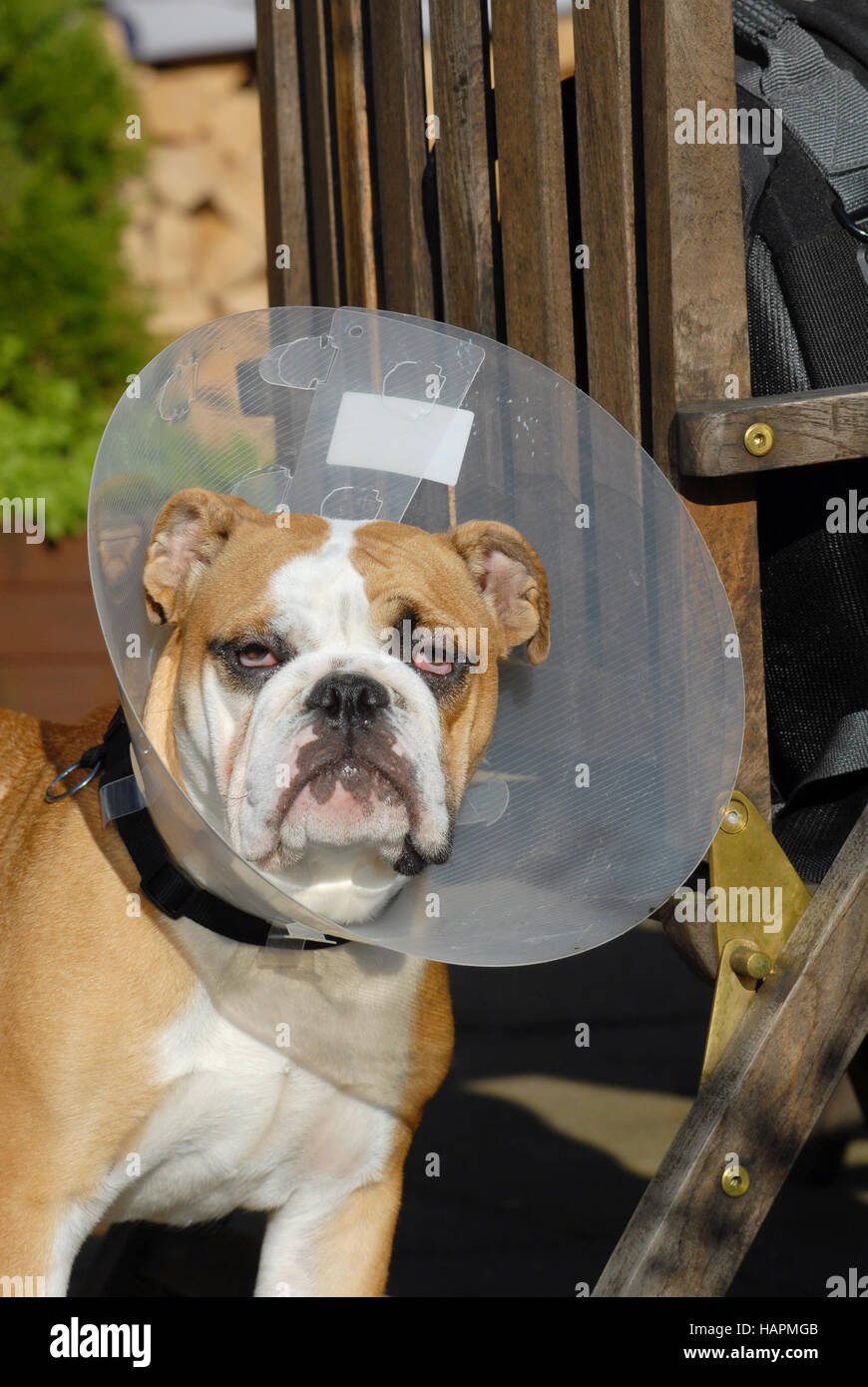 Hunde lachen hi-res stock photography and images - Alamy