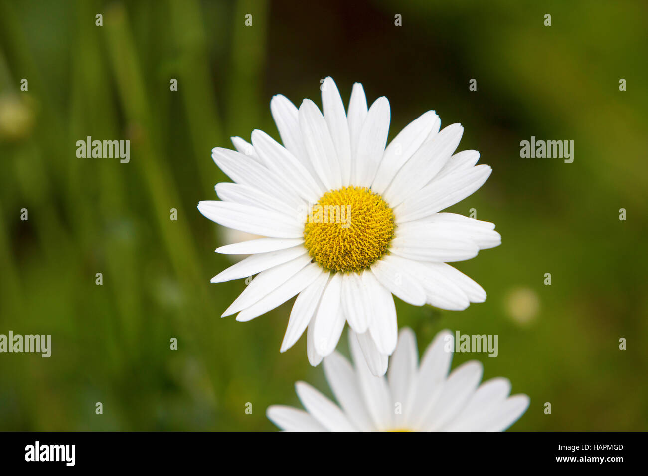 Beautiful daisy flower in a field Stock Photo - Alamy