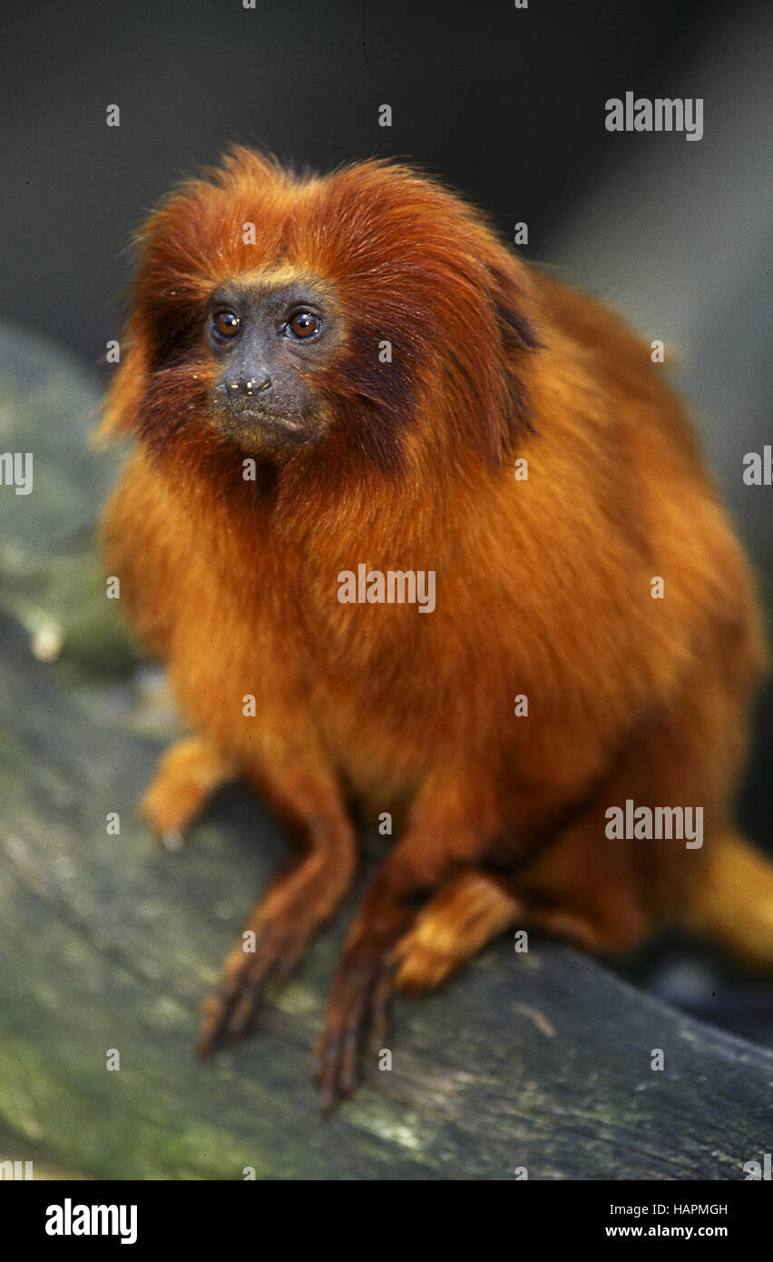 Golden tamarin monkey hi-res stock photography and images - Alamy