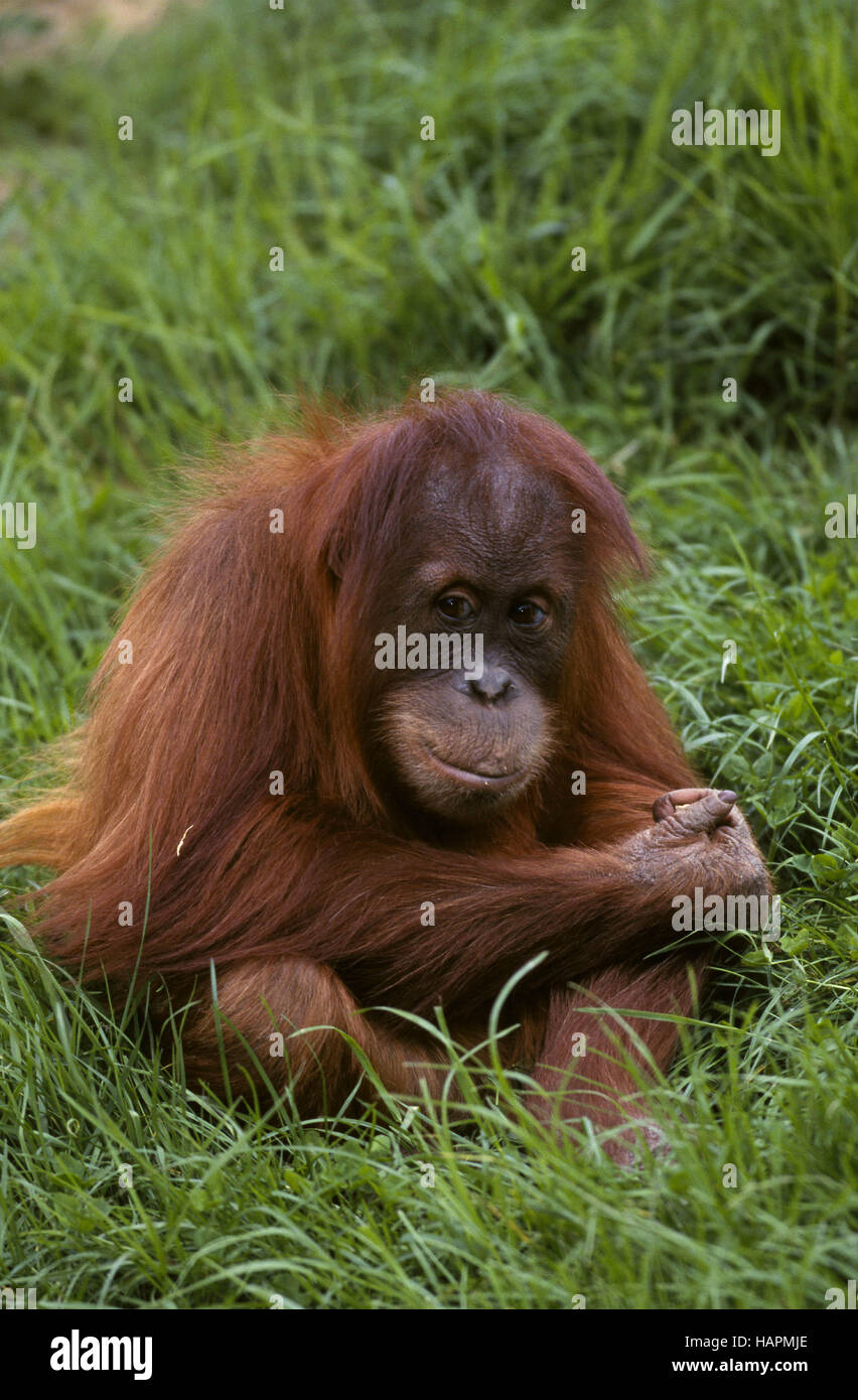 Orang utan nachwuchs hi-res stock photography and images - Alamy