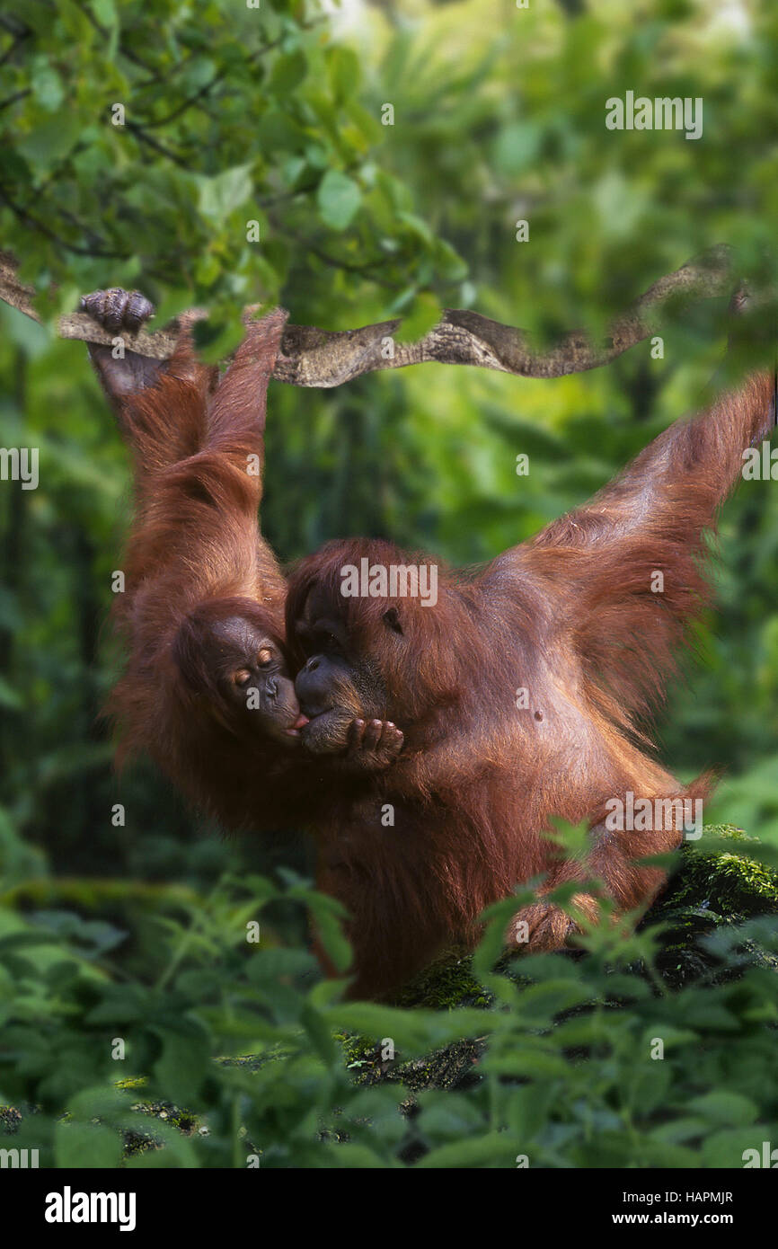 Baby orangutan suckling hi-res stock photography and images - Alamy