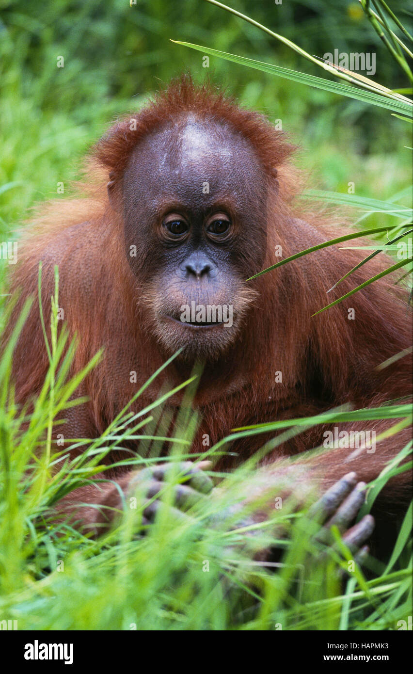 Suedostasien hi-res stock photography and images - Alamy